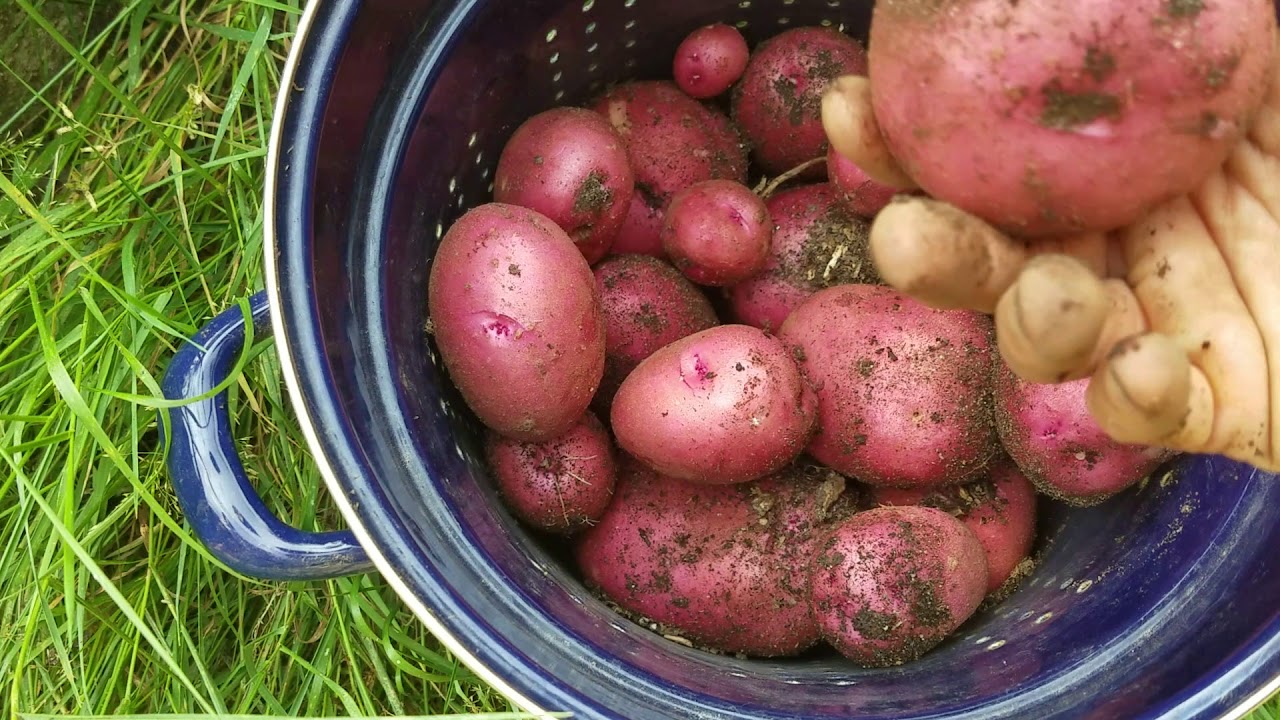Harvesting red potatoes ,Thu hoạch thùng khoai tây đầu tiên ,#48 - YouTube