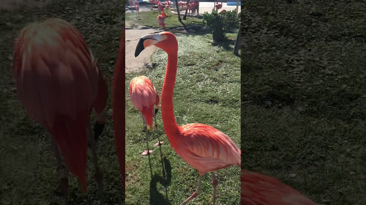 Flamingos - YouTube