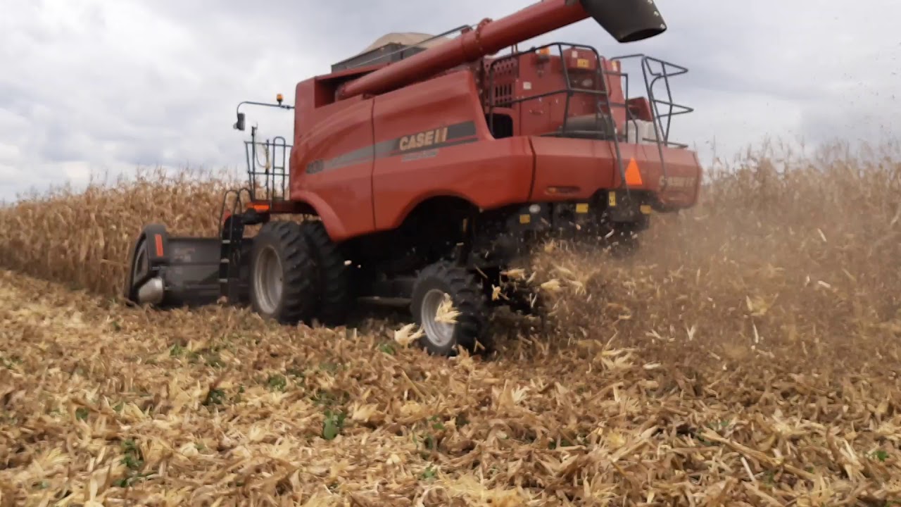 Case ih 4130 colhendo milho - YouTube