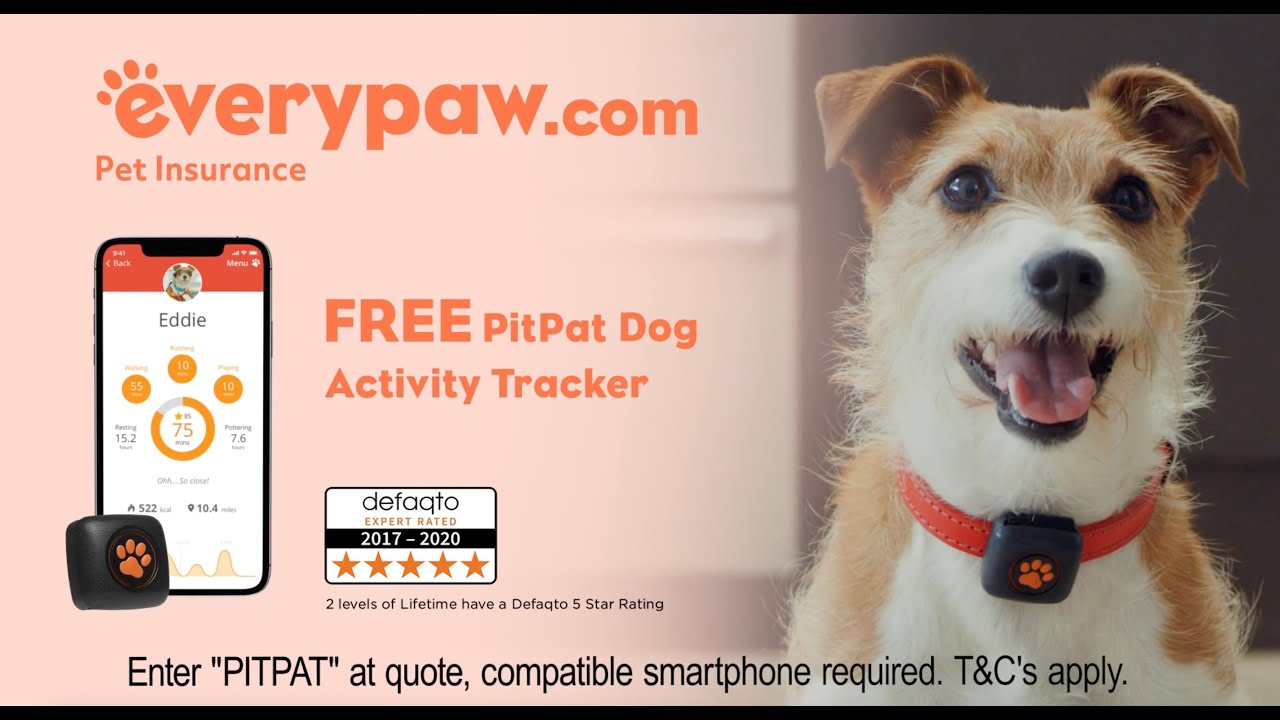 🐾 Everypaw | Pet Insurance Campaign by What's Possible Creative 🐾 - YouTube