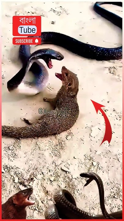 সাপ এবং বেজির লড়াই 😱 | 🤯 Snake vs Mongoose Real Fight - Weasel #shorts ...