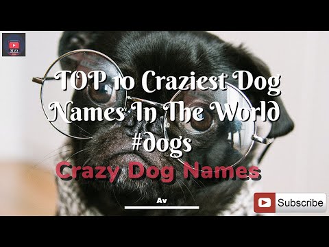Crazy Dog Names - TOP 10 Craziest Dog Names In The World #dogs - YouTube