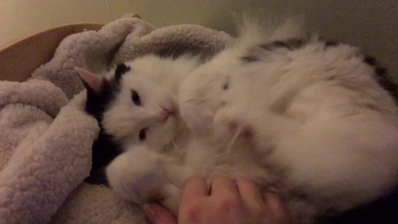Kitty Playing at Bedtime - YouTube