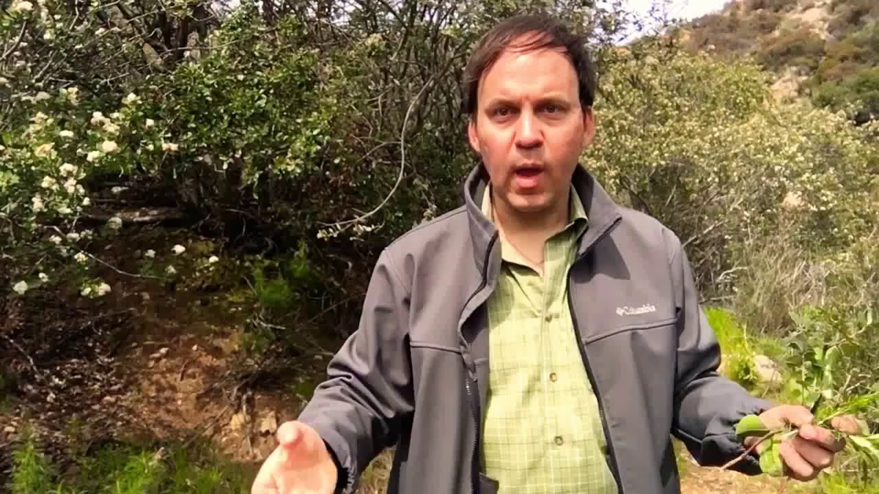 The difference between chaparral and coastal sage scrub - YouTube