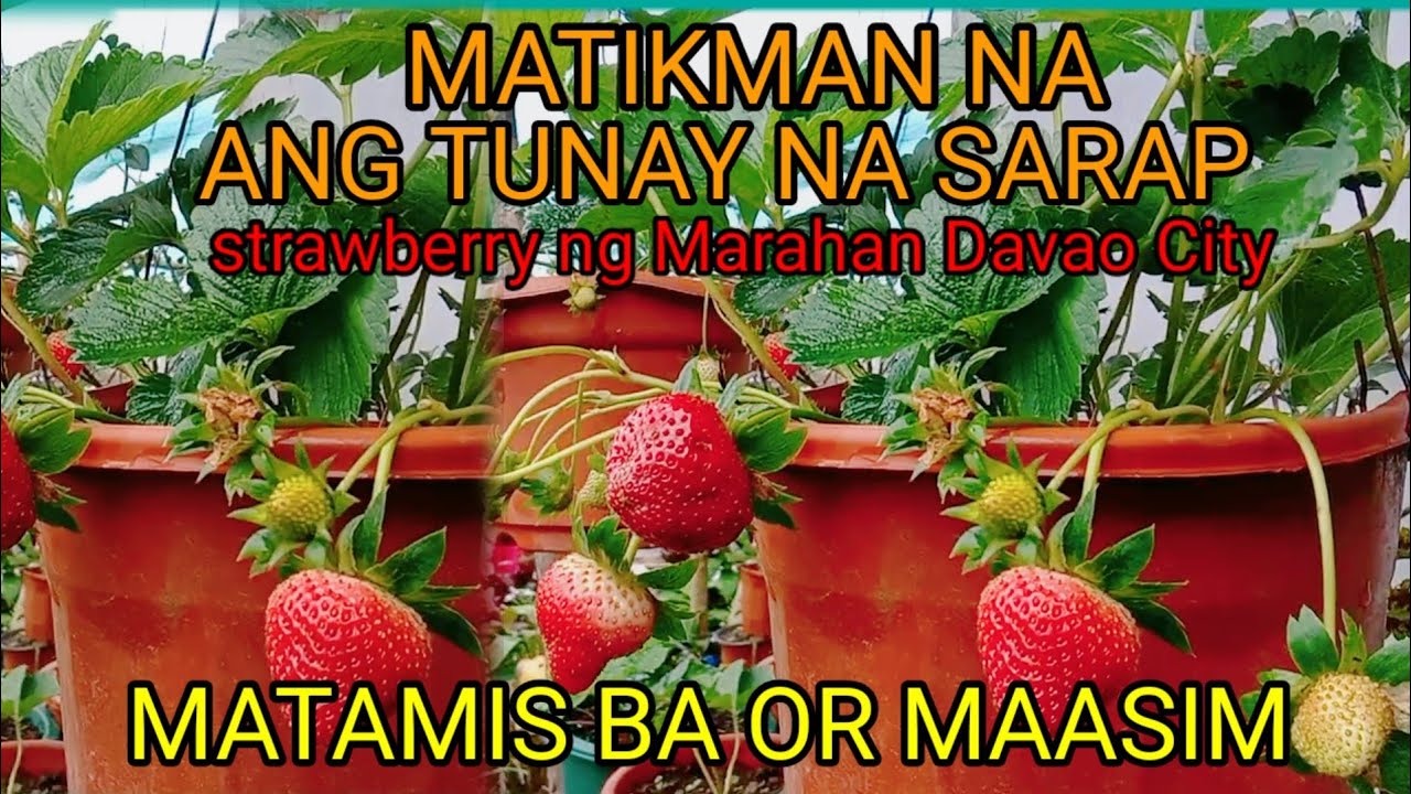 tikman ang masarap na strawberry sa Marahan Davao city. (matamis or ...