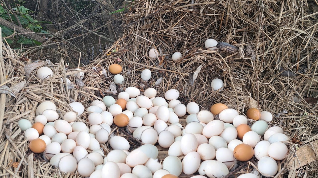 amazing! pick a lot of eggs on the hive under a tree pick by hand - YouTube