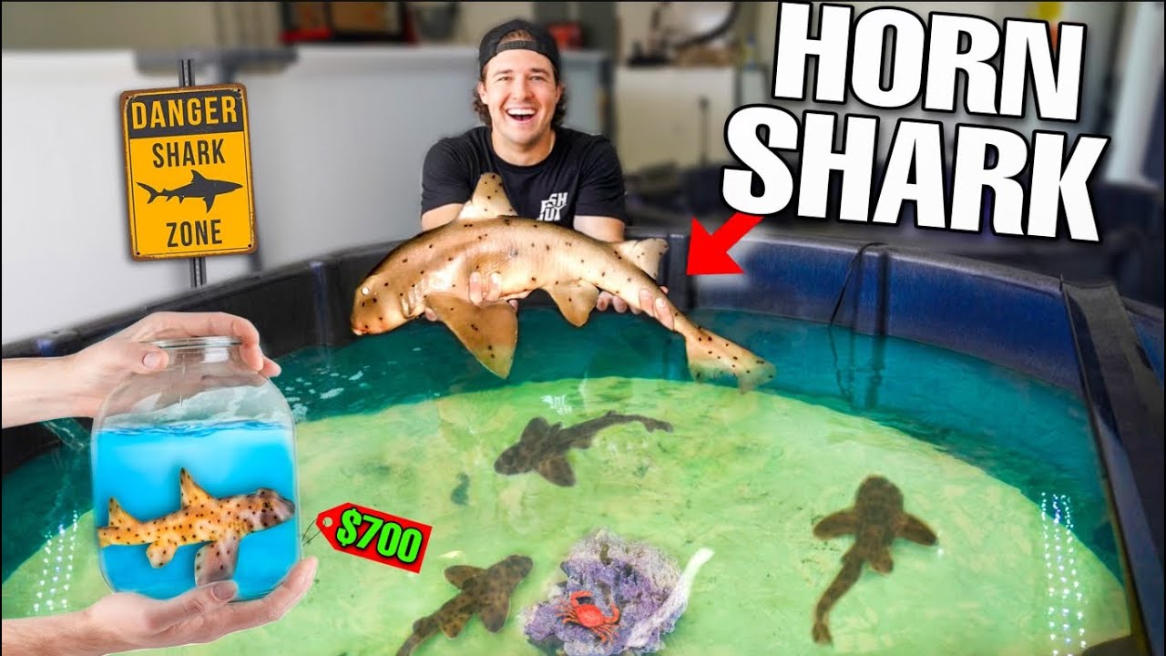 FINALLY Adding HORN SHARK To My SALTWATER SHARK POND! - YouTube