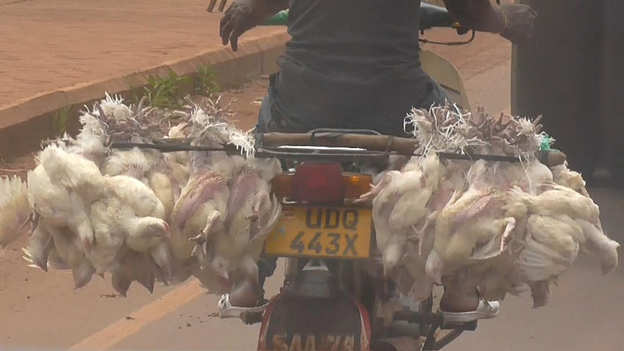 Chickens hitching a ride - YouTube