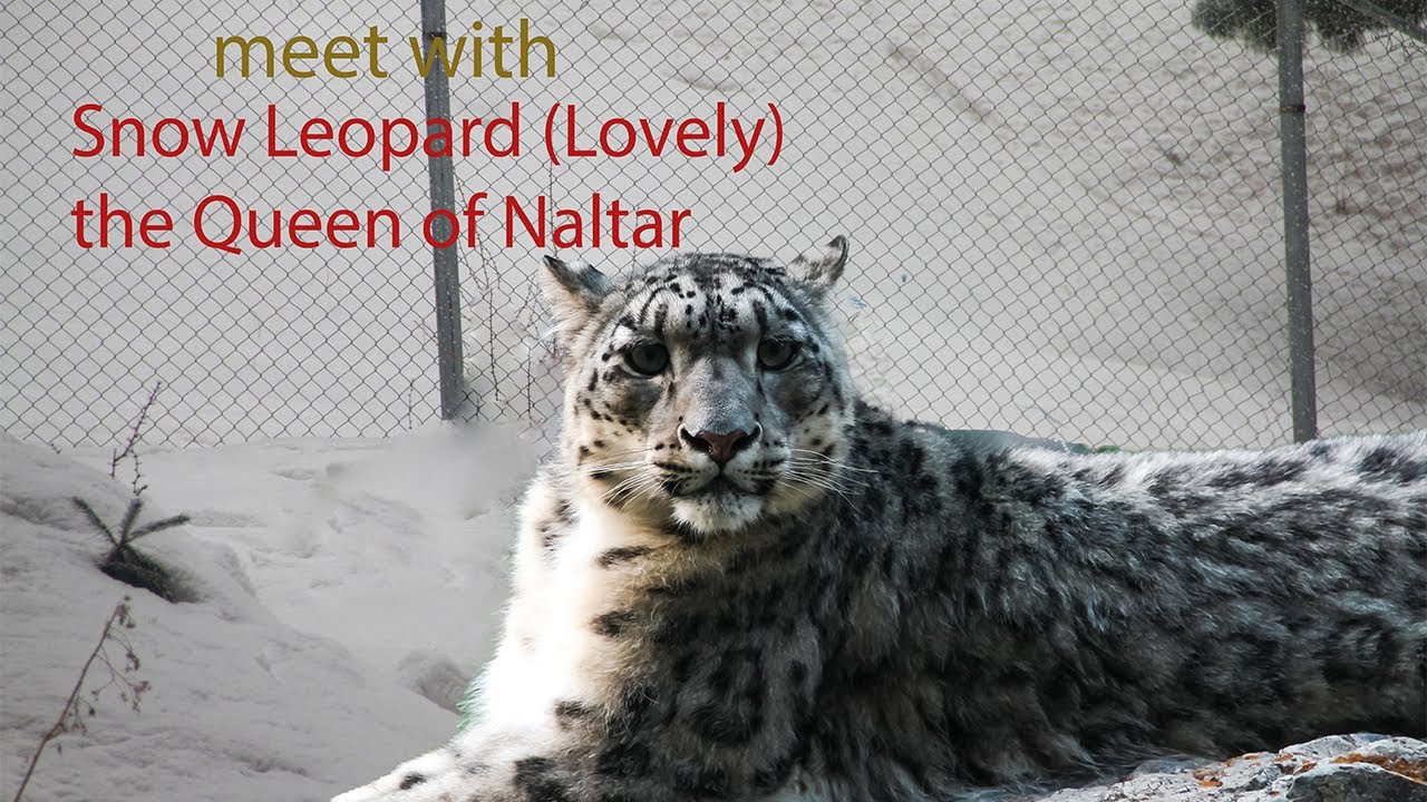 Snow Leopard (Lovely) in Naltar Valley Gilgit Pakistan | Naltar Valley ...