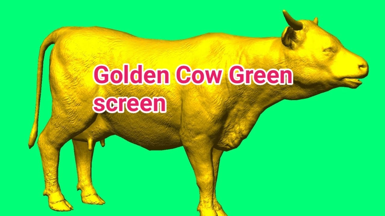 The Golden Cow for Video Editing 1080p. Green screen Cow. Green screen ...
