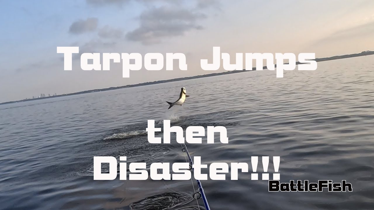 Tarpon Jumps then DISASTER!!! - YouTube