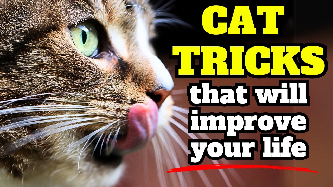 24 CAT TRICKS THAT WILL CHANGE YOUR LIFE | Cat Care Tips - YouTube