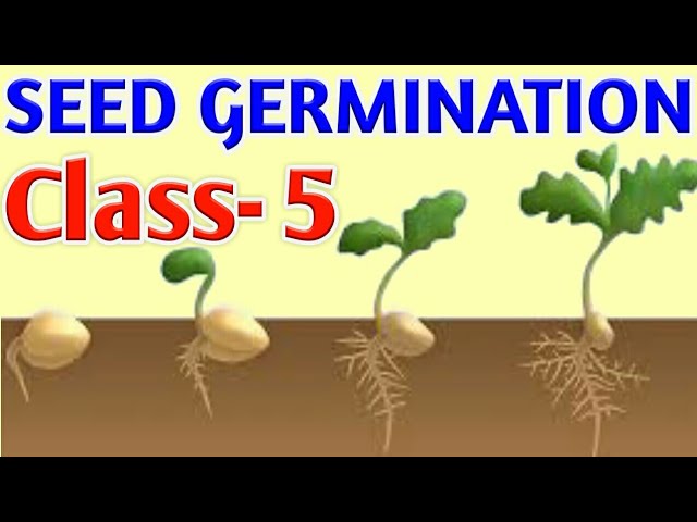 Germination Definition