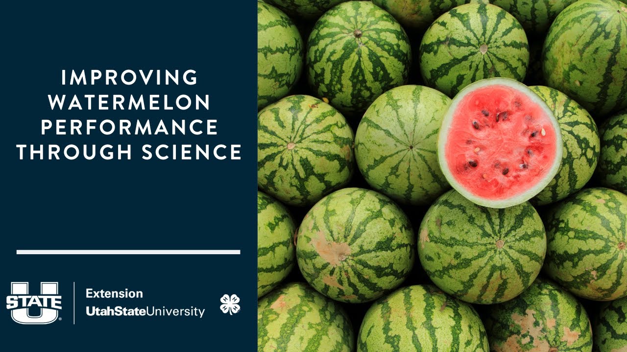 Improving Watermelon Performance Through Science - YouTube