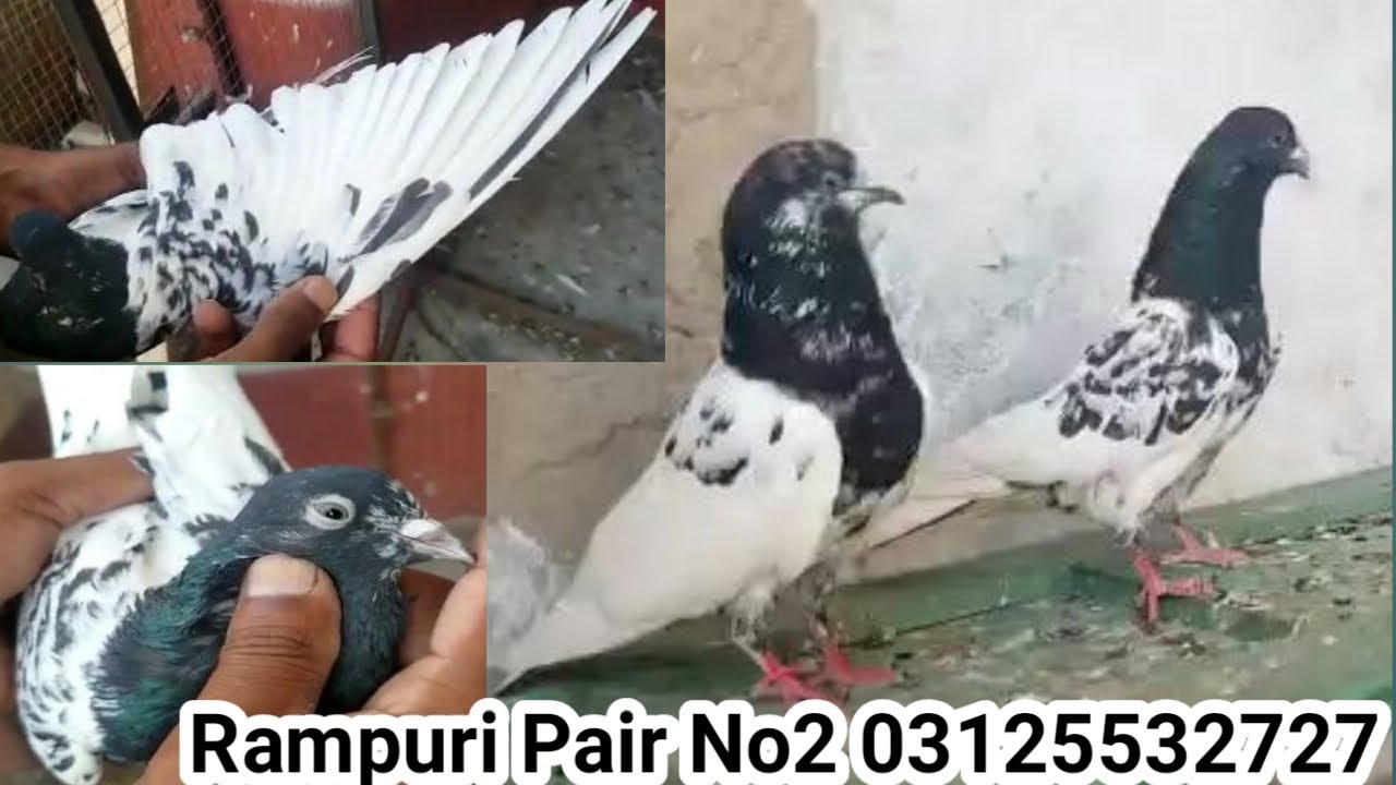 Rampuri Pigeons | Rampuri Kabootar For sale | 03125532727 | - YouTube