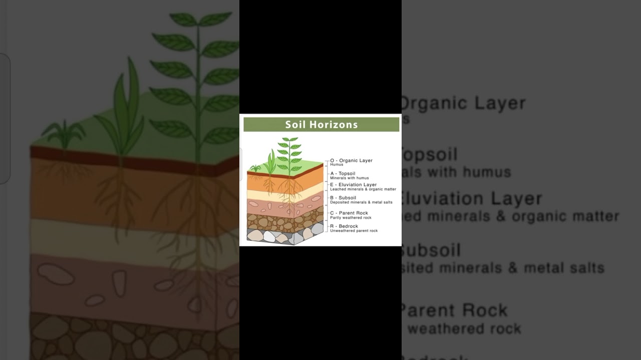 Soil horizons diagram chart - YouTube