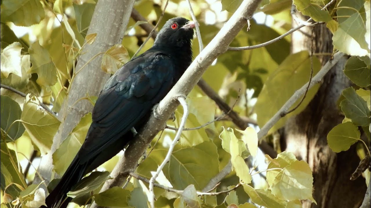Koel bird singing sound | cuckoo song | koyal ki awaz | कोयल पक्षी ...