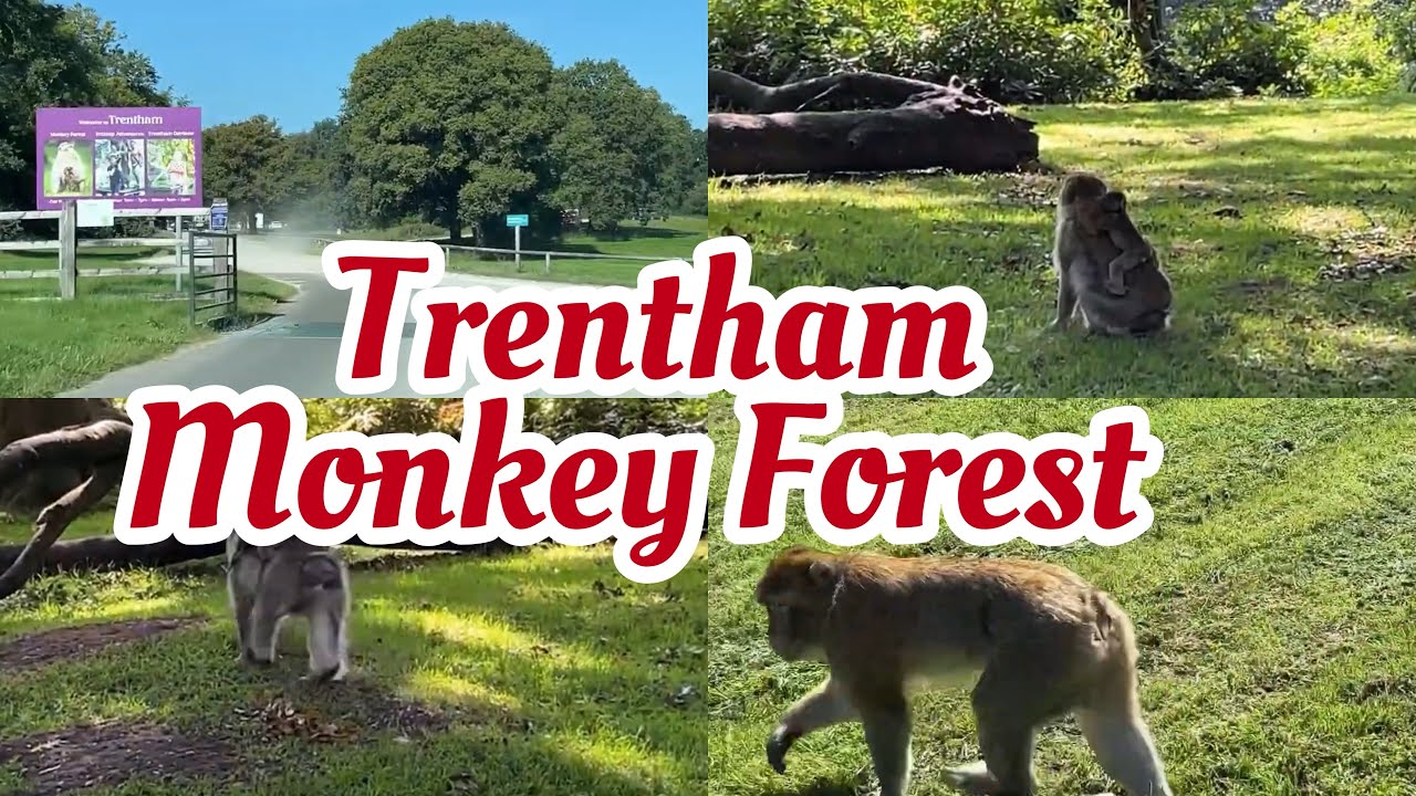 Trentham Monkey Forest | 2023 | A Day in My Life - YouTube