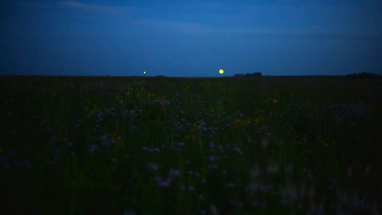 fireflies in minnesota - YouTube