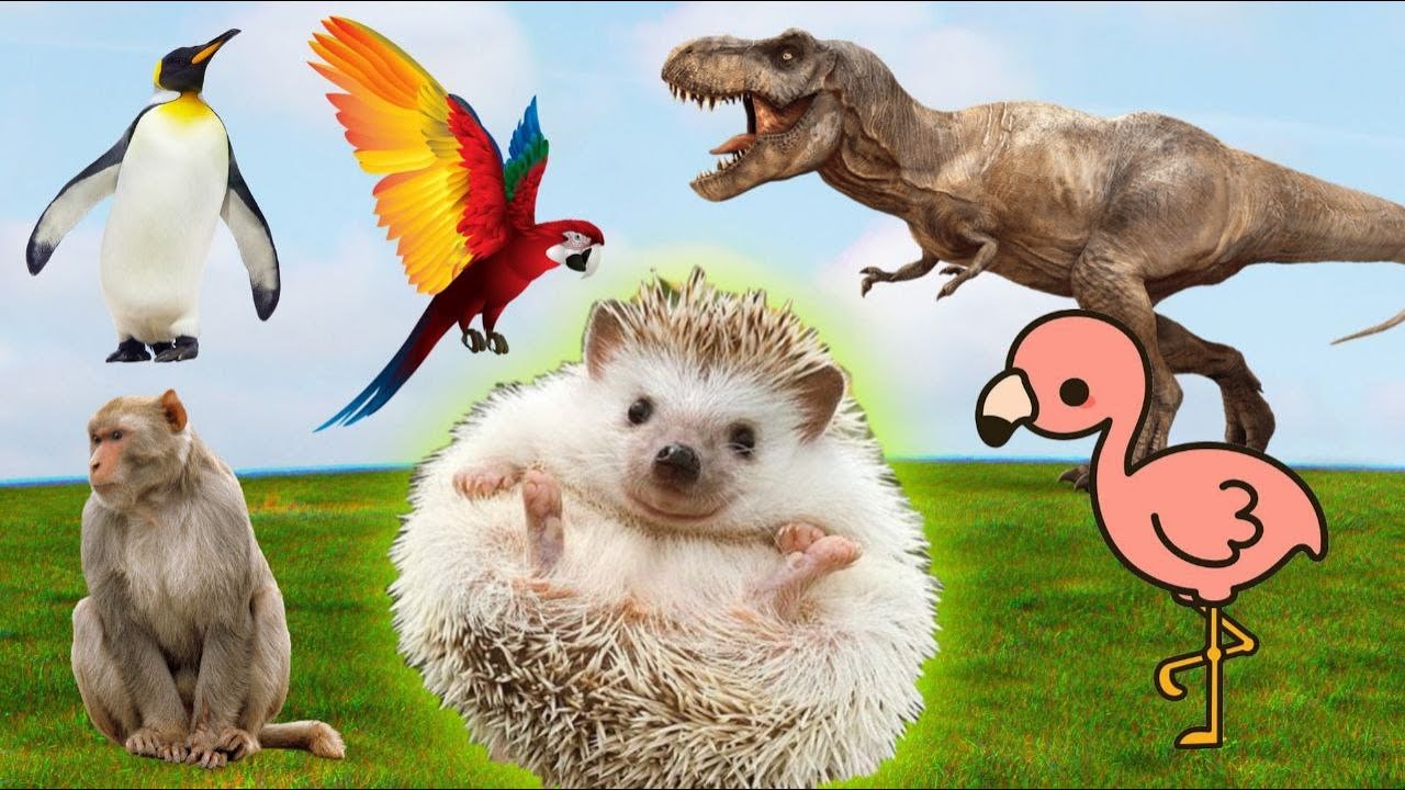 FUNNY ANIMAL MOMENTS - Funny cats dogs /animal videos (Interesting ...