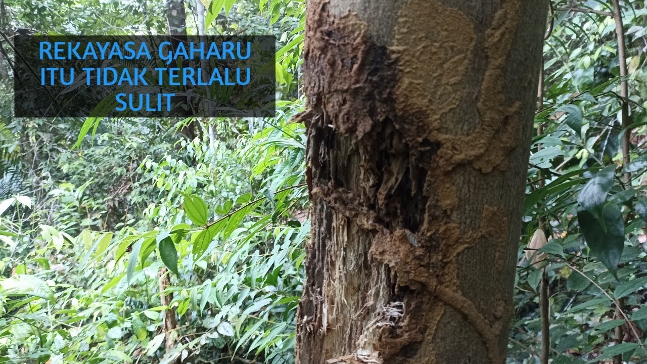 Hasil proses gaharu agarwood menggunakan metode serum takuk - YouTube