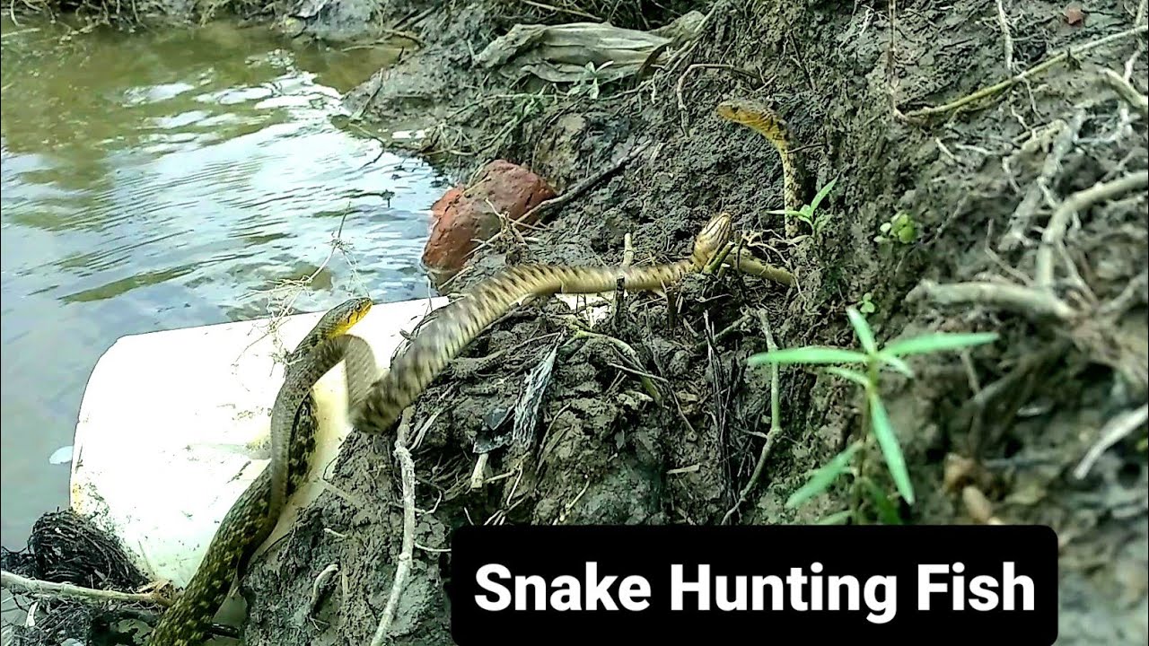 Unique hunting style in riverside 🐍 Snake Hunting Fish 🐟 Intelligent ...