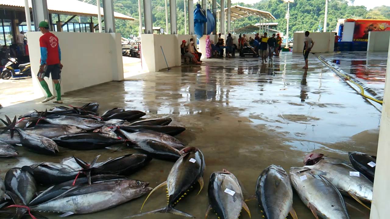 Sendang biru "ikan tuna hasil tangkapan nelayan" 20160901 - YouTube