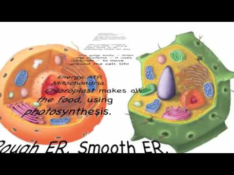 Jingle Cells - YouTube