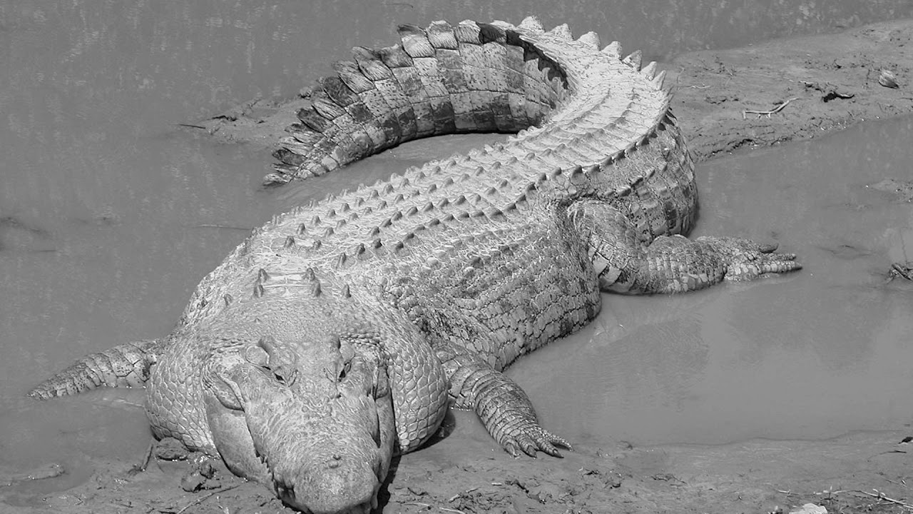 The Horrors of History: Episode 1. Ramree Island Crocodile Massacre ...
