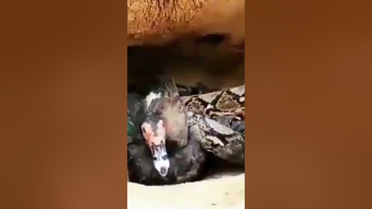 A Mother's Sacrifice: Duck vs. Python in the Wild - YouTube