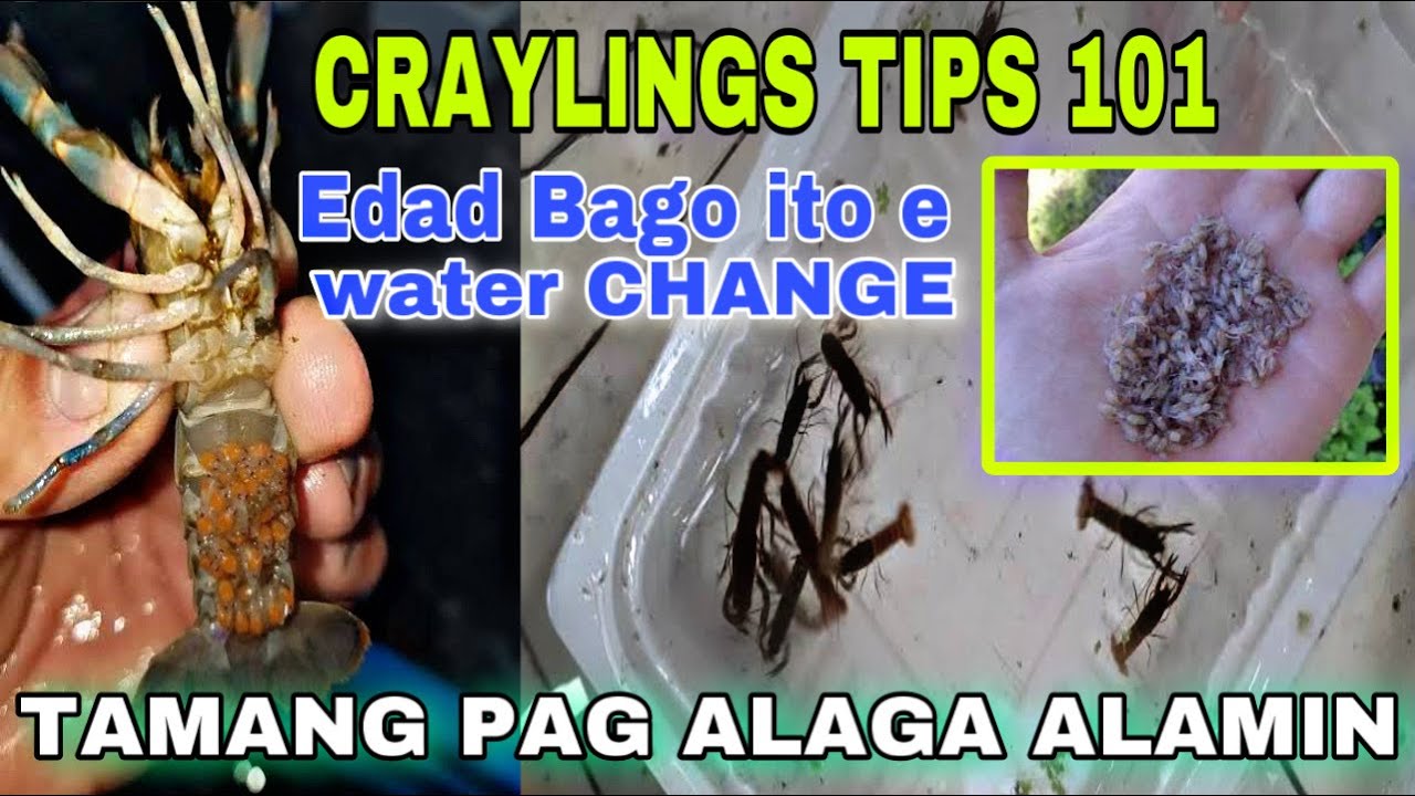 EDAD ng Craylings BAGO e Water Change Alamin sa Videong ito - YouTube