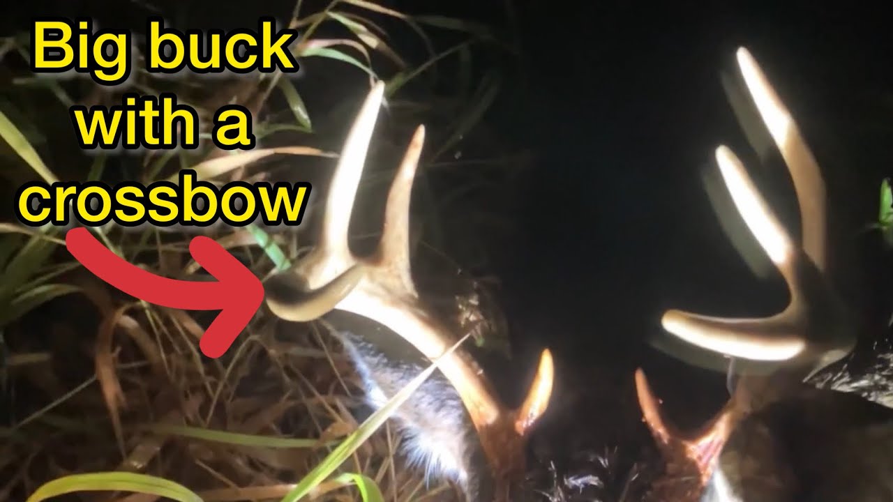 8 pt. buck with a crossbow - YouTube