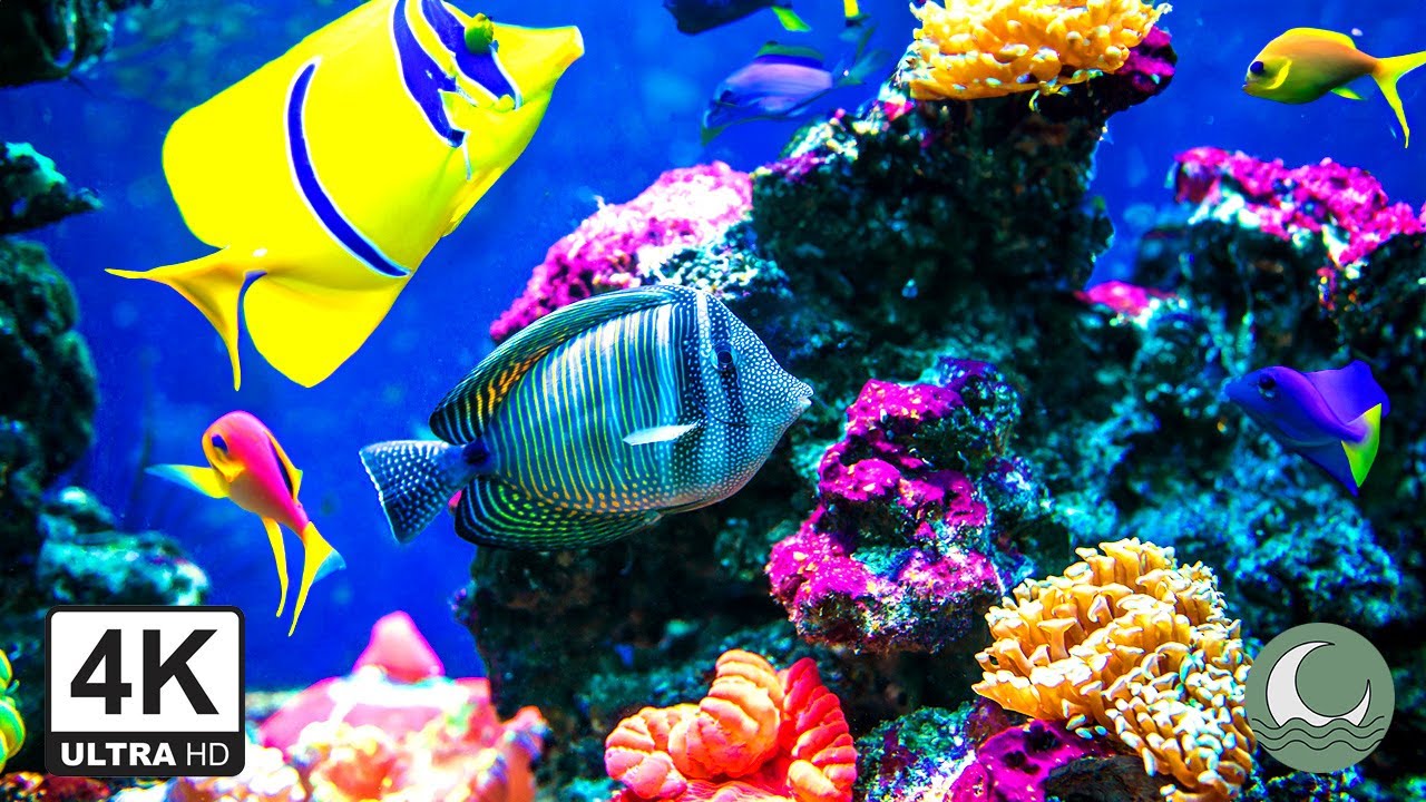 Underwater Wonders in 4K: Coral Reef Symphony of Calm Music (4K UHD ...