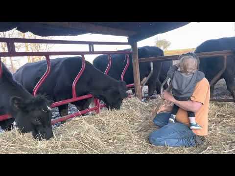 Daniel feeding the cows hay. #danielsday #farm #cows #hay #tennessee # ...