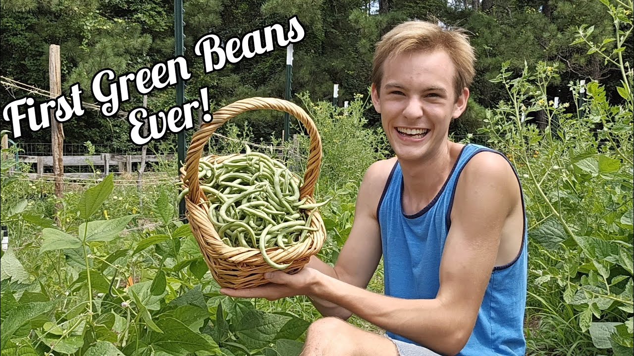 Let's Harvest Together! | VLOG - YouTube