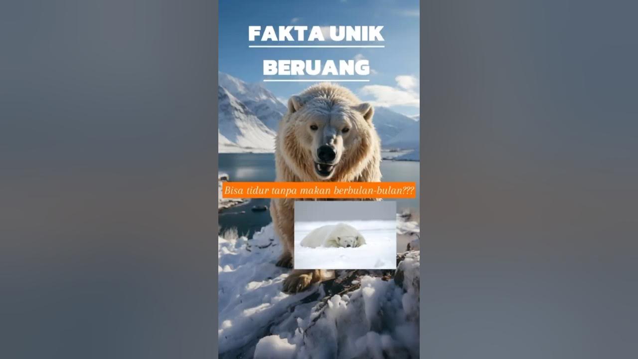 FAKTA UNIK HEWAN | BERUANG #faktaunik #faktamenarik #animals #hewan #beruang #lucu #shorts - YouTube