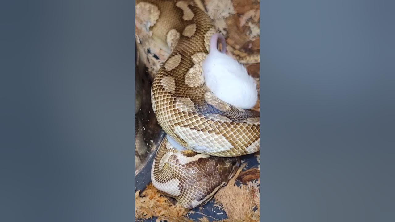 Live Feeding - Python Crushes Mouse - YouTube