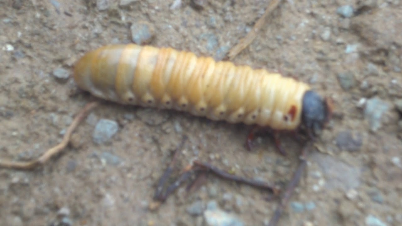 danger insect - YouTube