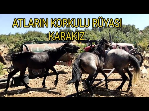 KARAKIZ İKİ ATA BİRDEN KAFA TUTTU (at kavgası)