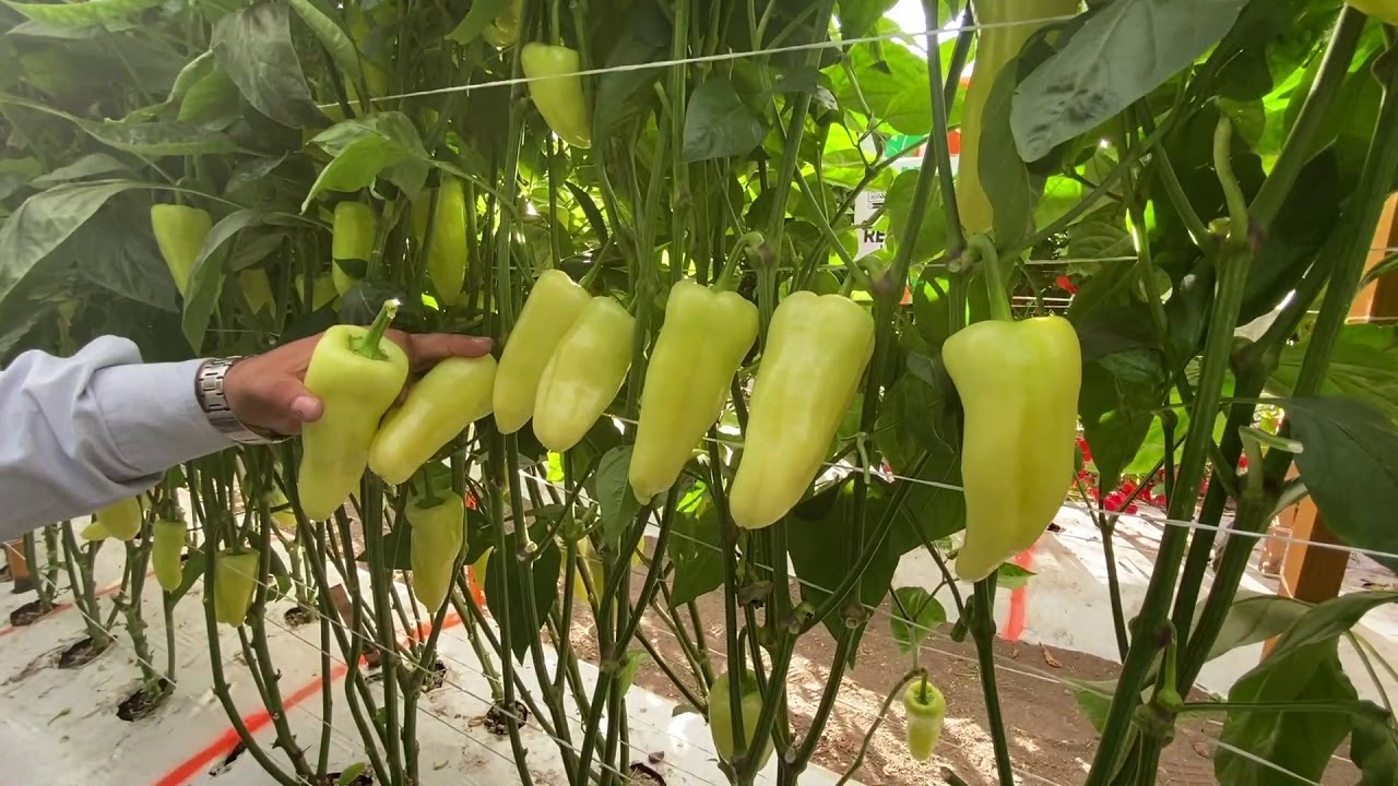 Chile Caloro Santa Fe variedad WS-4890 de King Seeds - YouTube