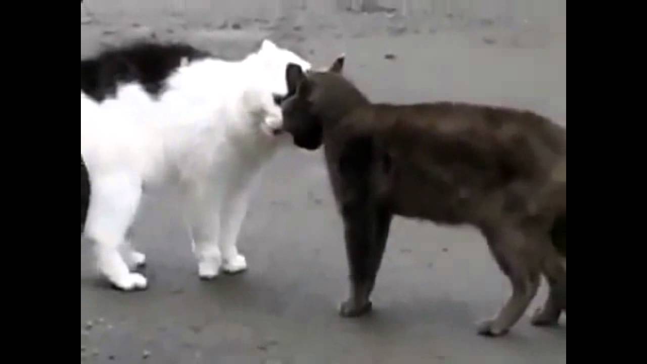 CAT STREET FIGHT 2015 - YouTube