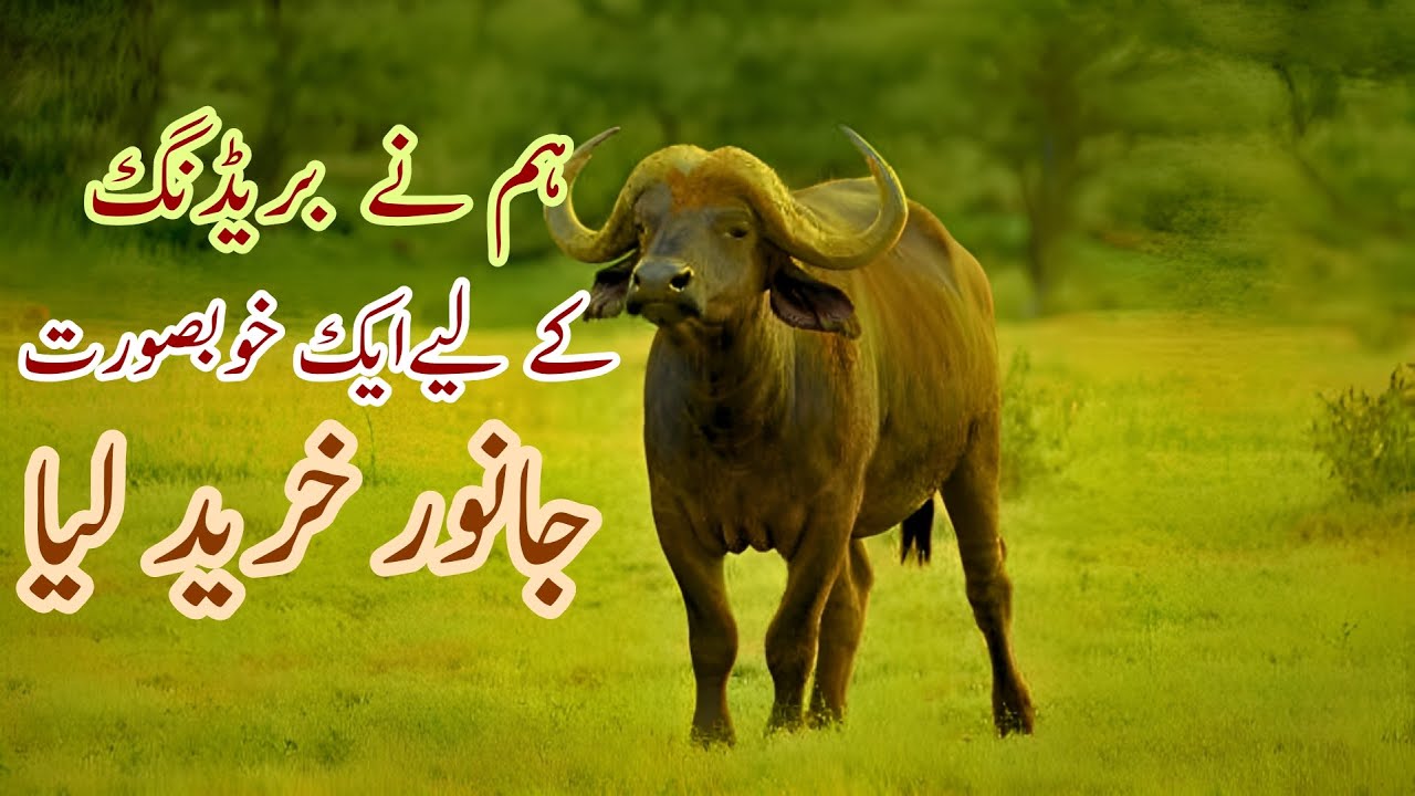 Hum ne breeding kay liye aik naya janwar kharid liya hai - YouTube