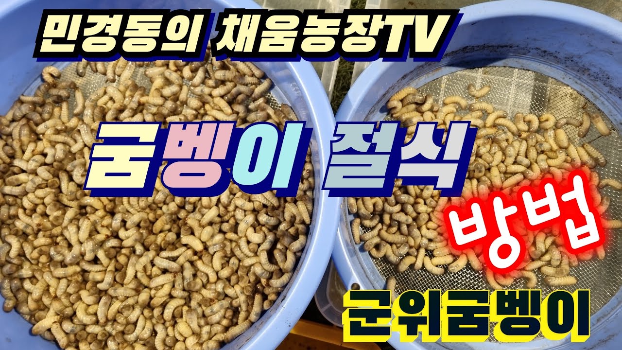 굼벵이 사육장 식용 굼벵이절식 방법 채움농장 - YouTube