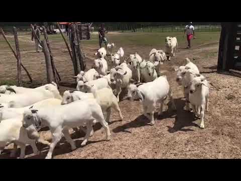RAÇA de caprino SAVANA. - YouTube