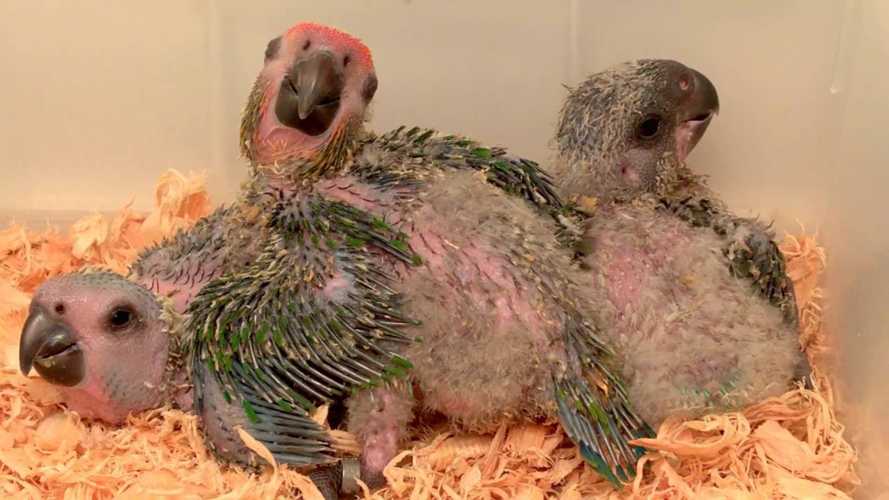 Babies golden capped conures and red bellied parrot - YouTube