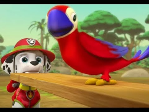 Paw Patrol - Parroting Pups - Parrot Trouble #5 - YouTube
