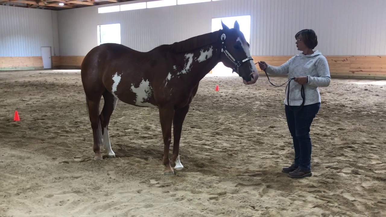 Class #7 Open Western Type at Halter - Diane Strzelecki - A Jewel From ...