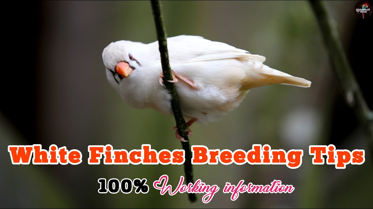 White finches breeding / white finches breeding tips / white finches ...