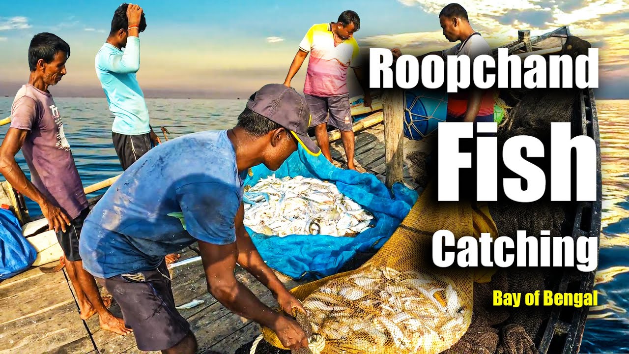 Roopchand Fish Catching Commercially in the Bay of Bengal - YouTube