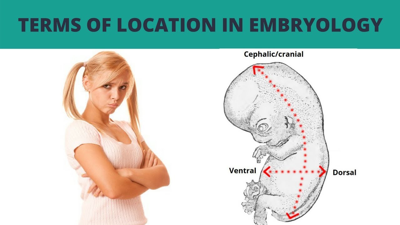 Terms of Location in Embryology - TERMINOLOGY #11 - YouTube